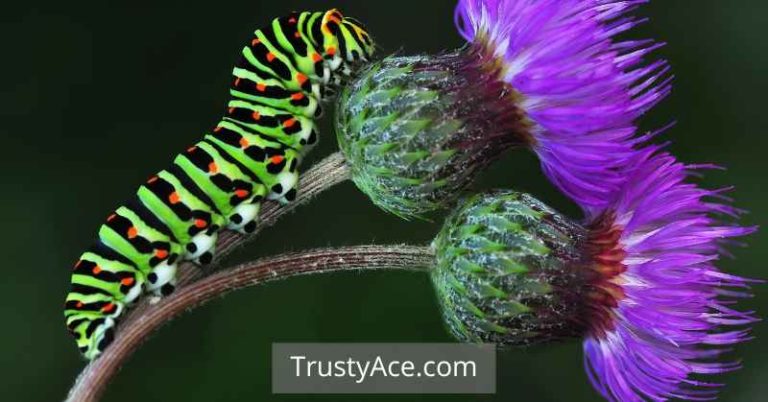 118+ Fun Relay Race Ideas For Adults And Kids